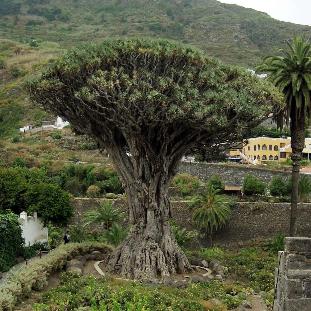 Semienka dračinec rumelkový Dracaena draco 30 ks vzácna stromovitá ...